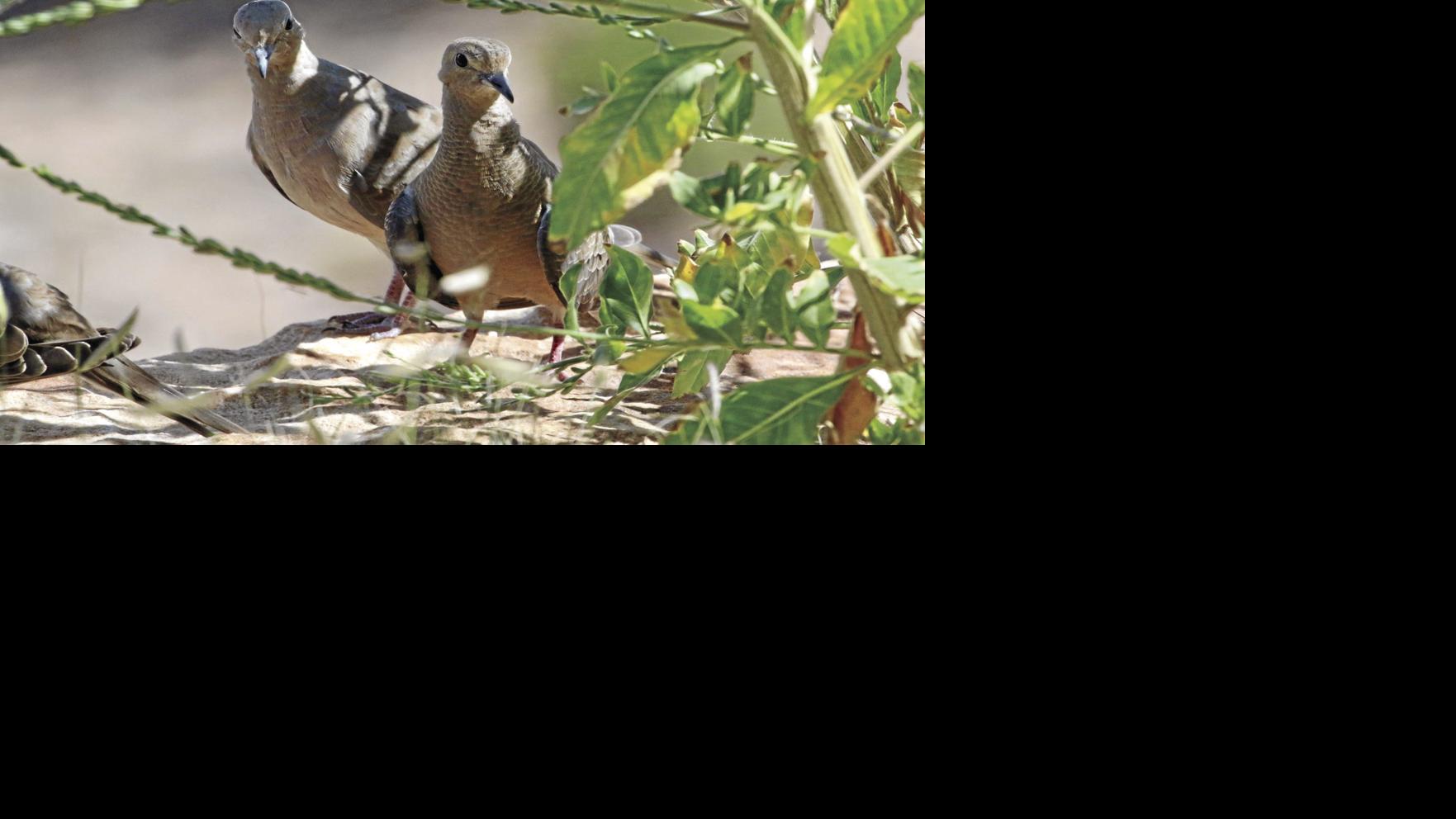 6 resources that can help you identify birds by their sounds, appearance