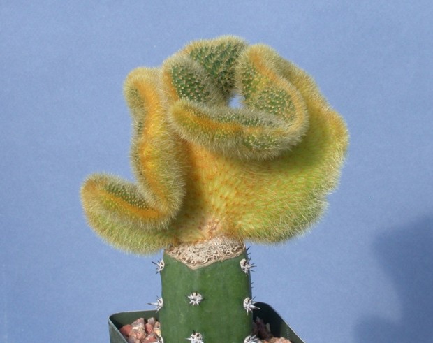 Odd progeny, when cacti intermarry