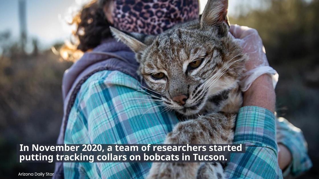 Research project continues tracking Tucson's urban bobcats