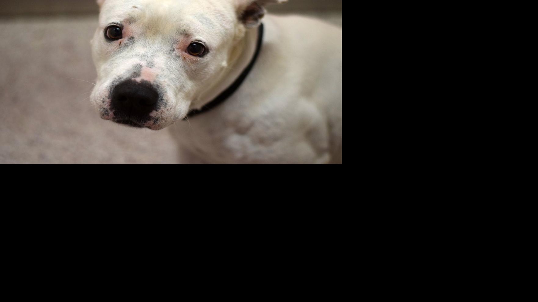 Adoptable pets in Tucson