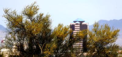 10 fun facts about Arizona's state tree | tucson life | tucson.com