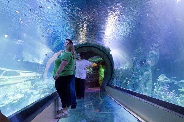 Sea Life Arizona opens its doors