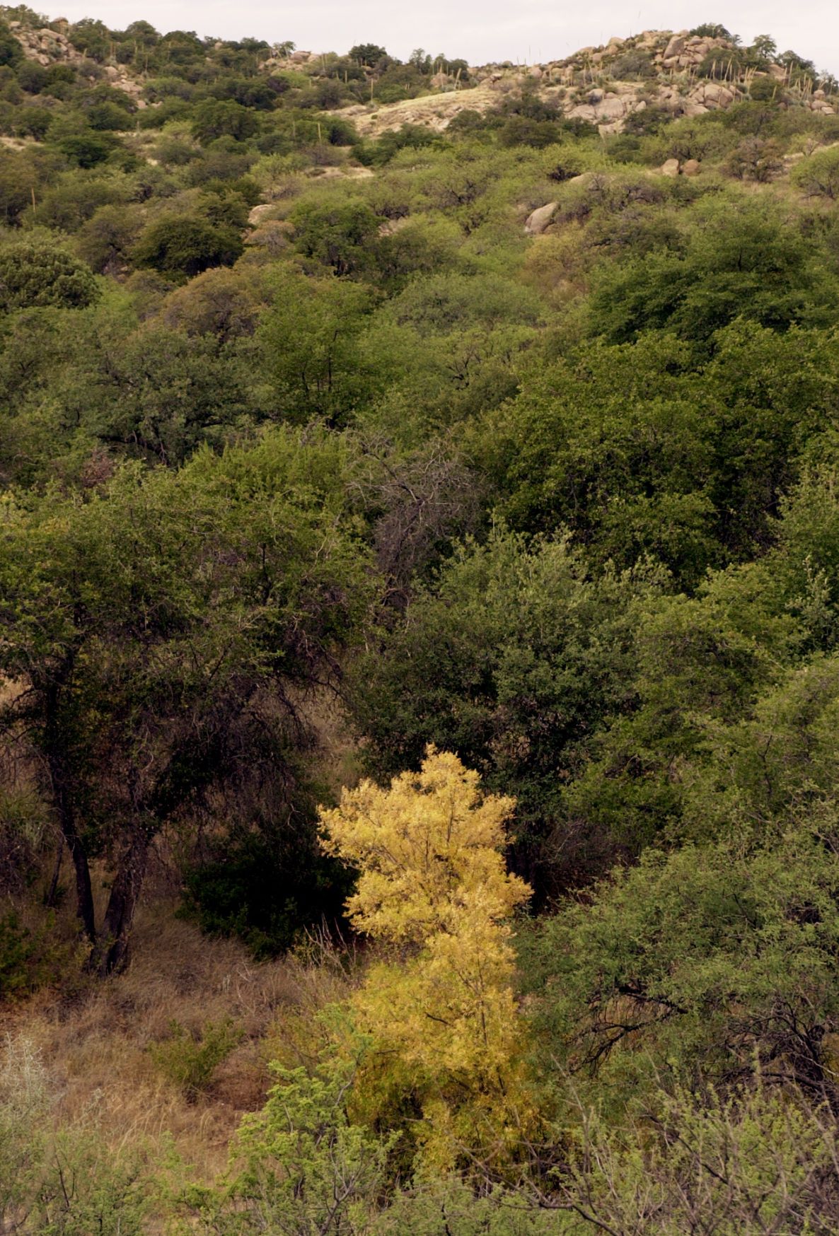 Photos: Oracle State Park