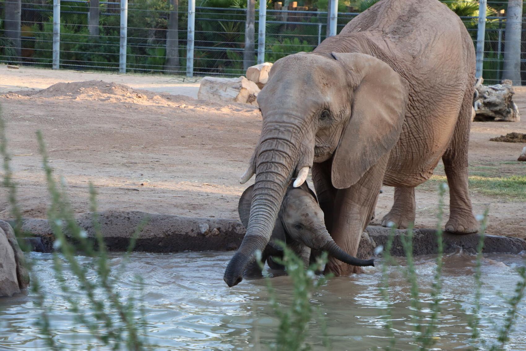 Reid Park Zoo elephant calf Meru's 7-month update