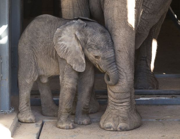 Meet Tucson zoo's baby elephant | Local news | tucson.com