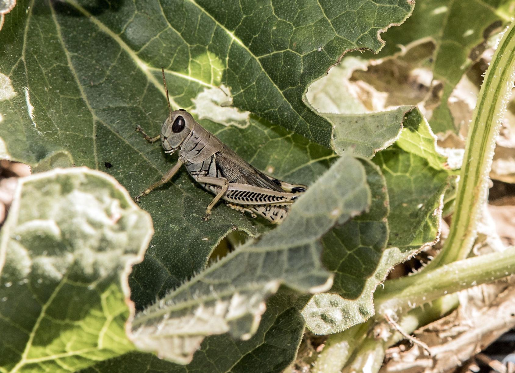 Photos: Cloud of grasshoppers devour local crops