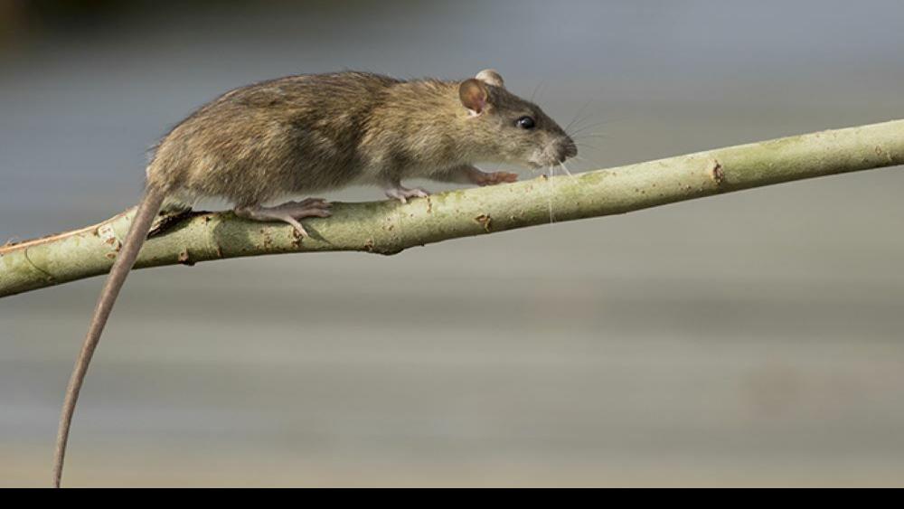 Winter Brings Roof Rats to SaddleBrooke | Home-and-garden | tucson.com
