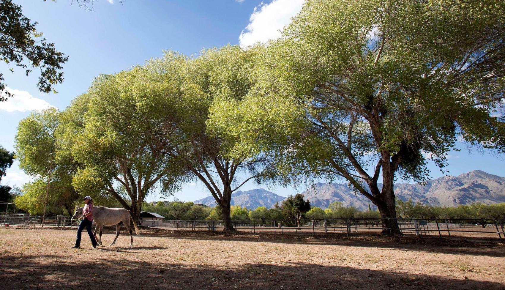 U of A to sell prime land donated to it as equine center