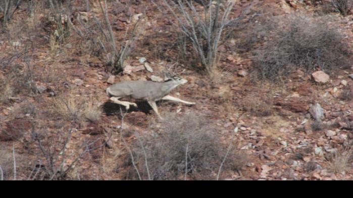 Game & Fish counting wildlife during aerial big game survey