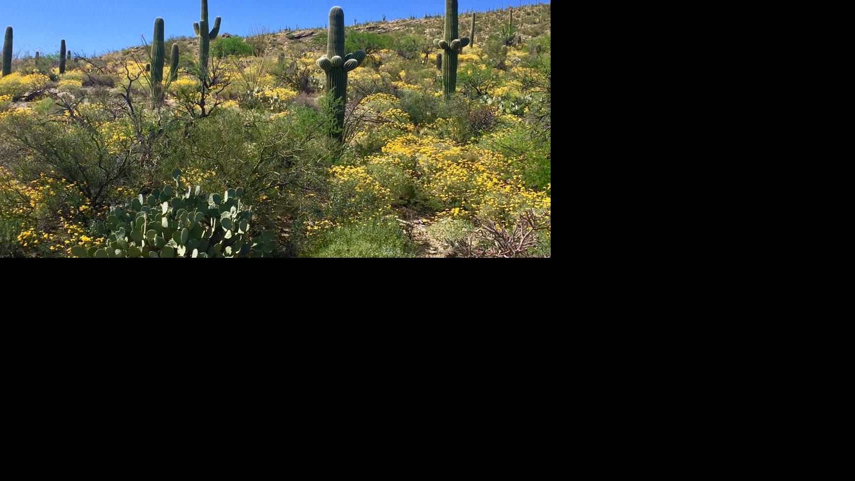 Tucson weather: An early week break from the heat