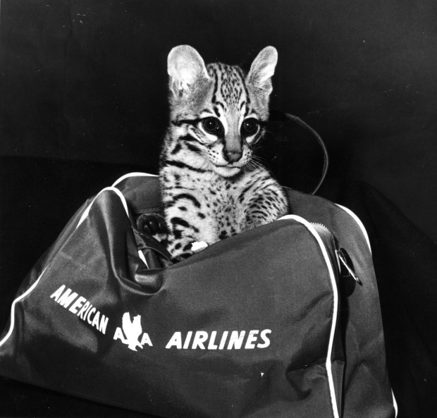 Tucson Animal Tails: Simbaa, the airborne ocelot, lands in Tucson