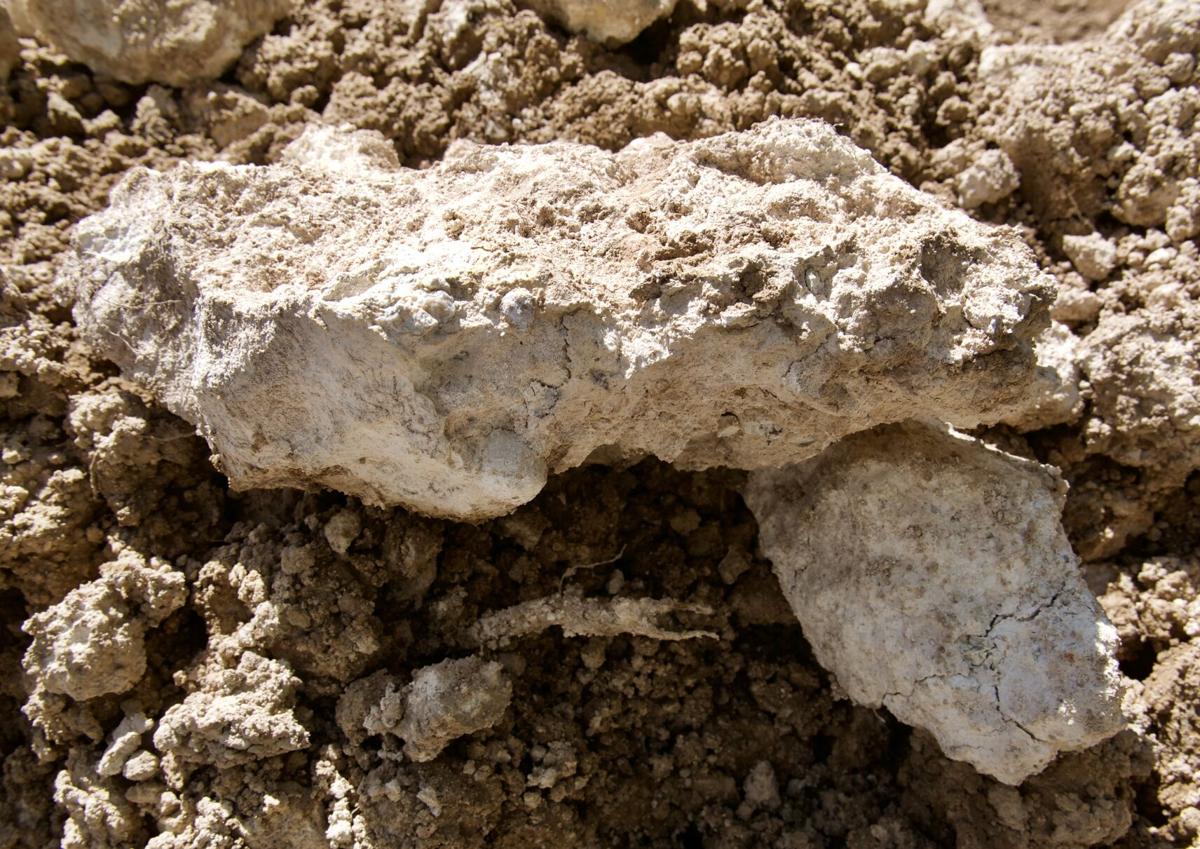 The best way to plant a tree in Tucson