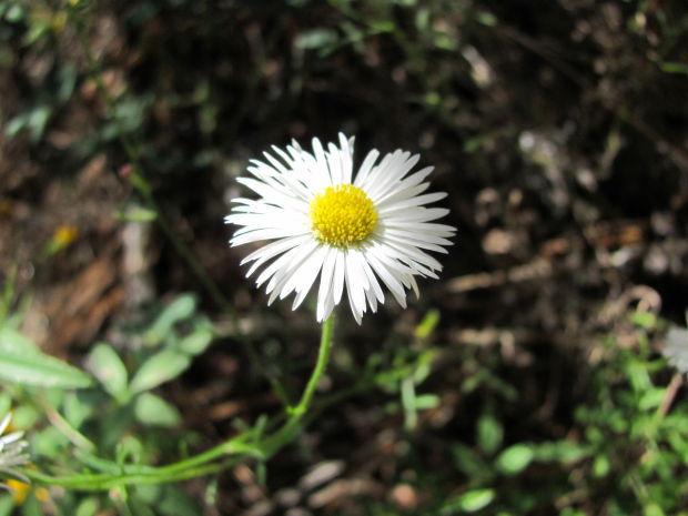 Summer wildflowers still blooming in Catalinas in November