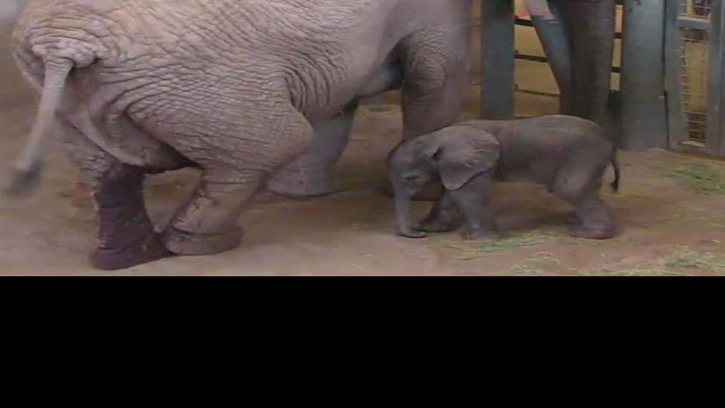 Tucson's 245-pound baby pachyderm is here | Local news | tucson.com