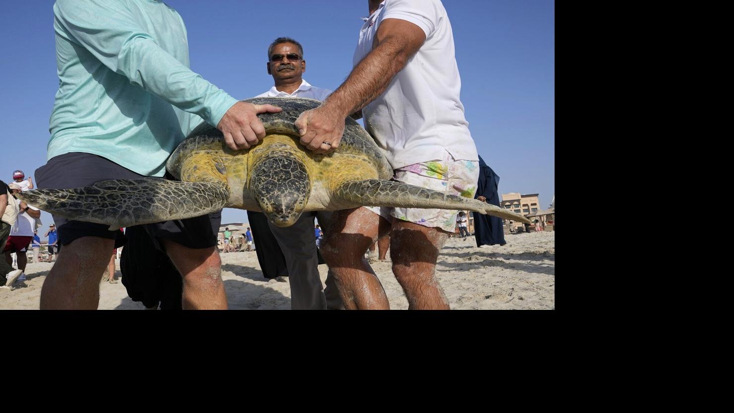 In United Arab Emirates, struggling sea turtles get a helping hand