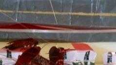 In experiment, robotic bugs successfully mix and mingle in cockroach ...