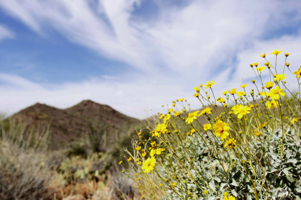 85 brilliant displays of Southwest wildflowers | Entertainment | tucson.com