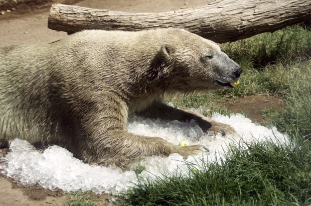 New polar bear preps for arrival here; Kobe is off to Pittsburgh