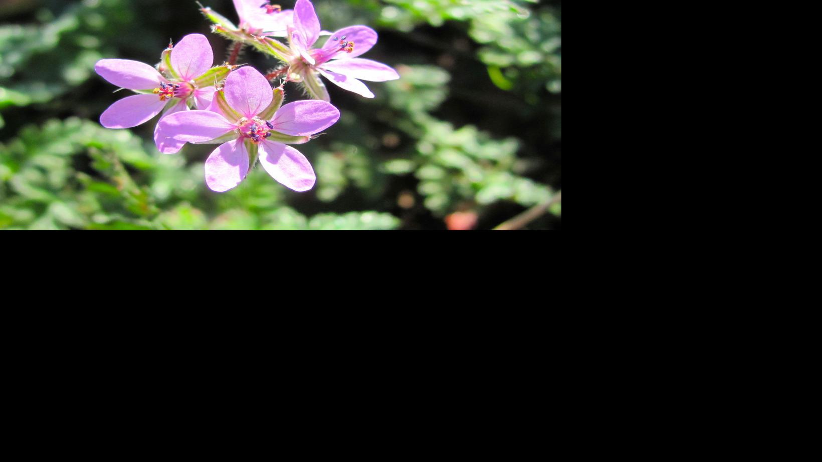 7 ground cover plants for your desert garden | Lifestyles | tucson.com