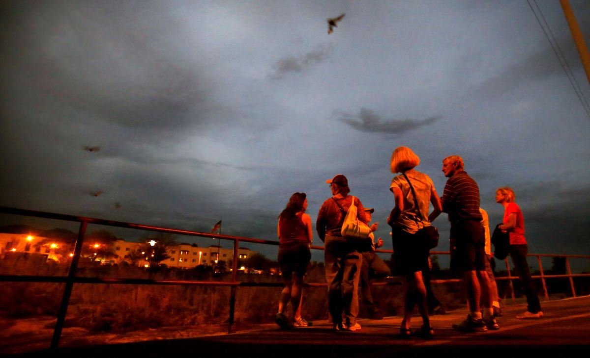 Summer is bat-watching season in Tucson: Here's what to know