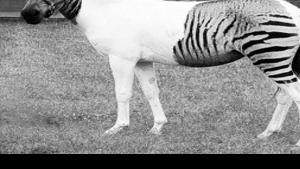 Zebra-horse crossbreed