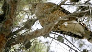 Hawks bring research closer to home at UA
