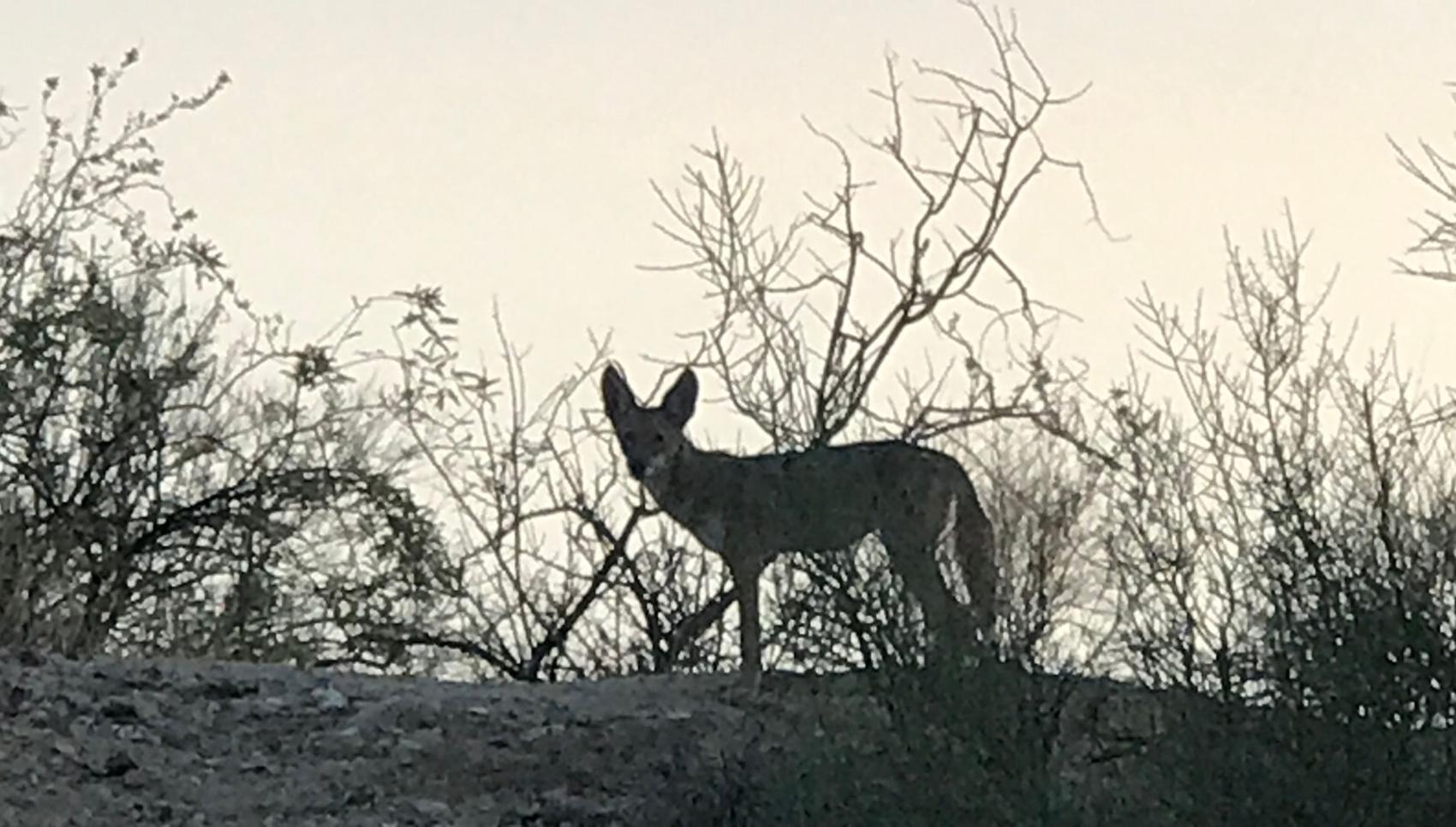 Poisoning on Tucson's east side claims at least 32 coyotes