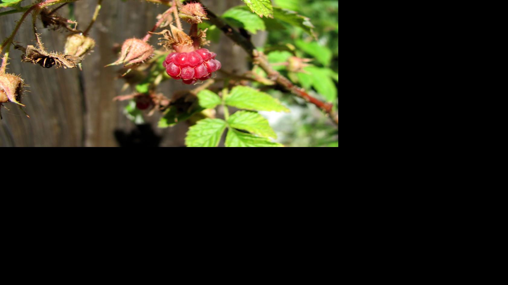 Classic hike: Mint Spring Trail is a treat for the senses ...