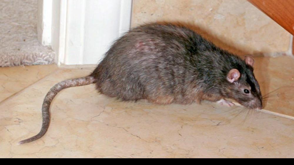 Autumn is the Time to be Mindful of Rodents | Home-and-garden | tucson.com