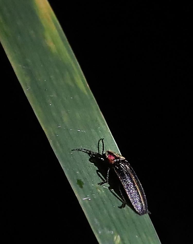 Fireflies can be found in Southern Arizona, but flashers are few