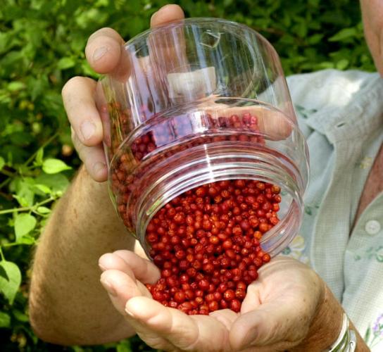 Big Jim: Chiltepines