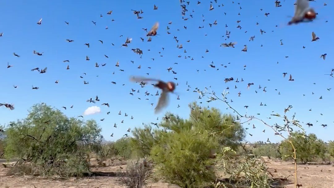 Recent rain sent ants out on their 'wedding flights'