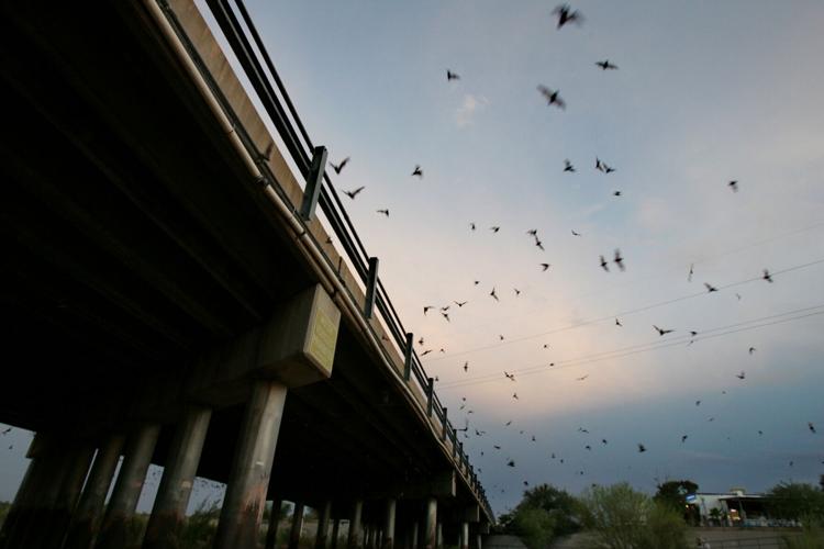 Summer is bat-watching season in Tucson: Here's what to know