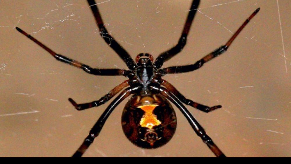 Spiders Simply Looking for Winter Warmth in SaddleBrooke Homes | Home ...