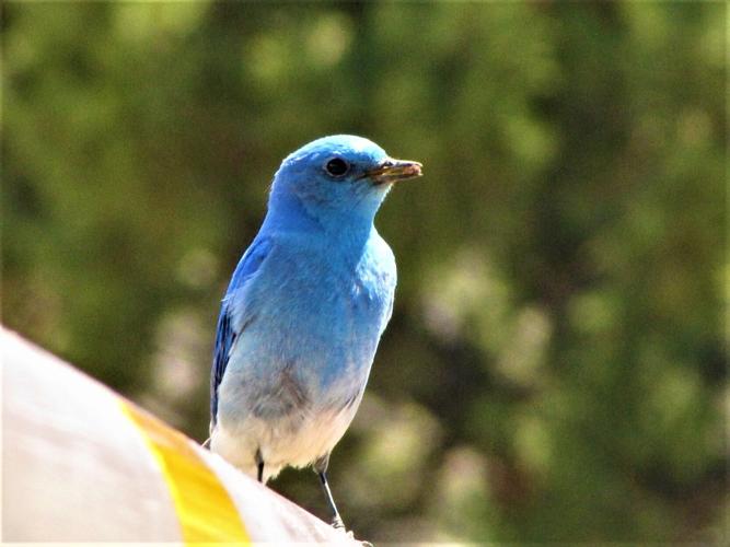 Arizona's Bluebirds of Happiness | Home-and-garden | tucson.com