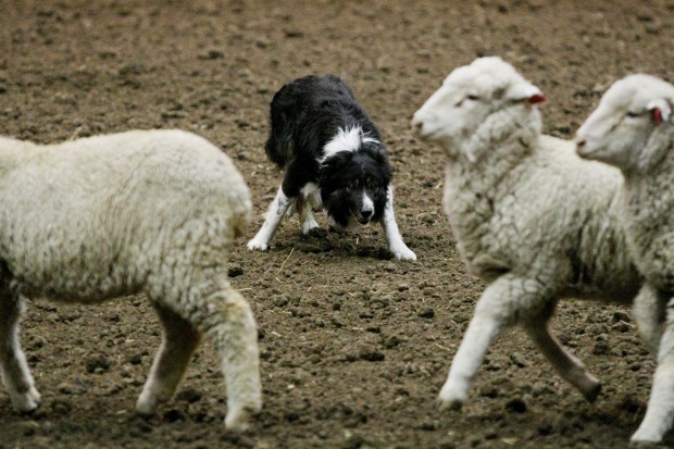 Photos: Animal shots of the week | Pets | tucson.com