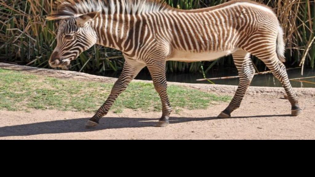 Zebra dies in freak accident at Reid Park Zoo | Local news | tucson.com