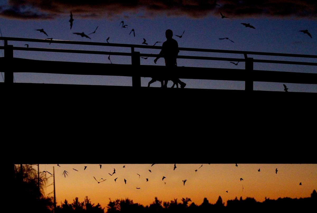 Summer is bat-watching season in Tucson: Here's what to know