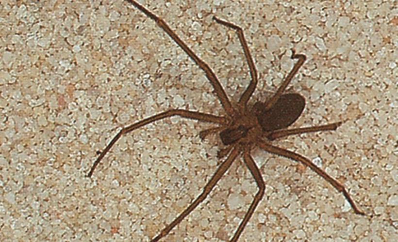 Spiders Simply Looking for Winter Warmth in SaddleBrooke Homes | Home ...