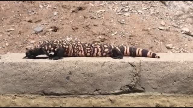 Gila Monster Eating Bugs