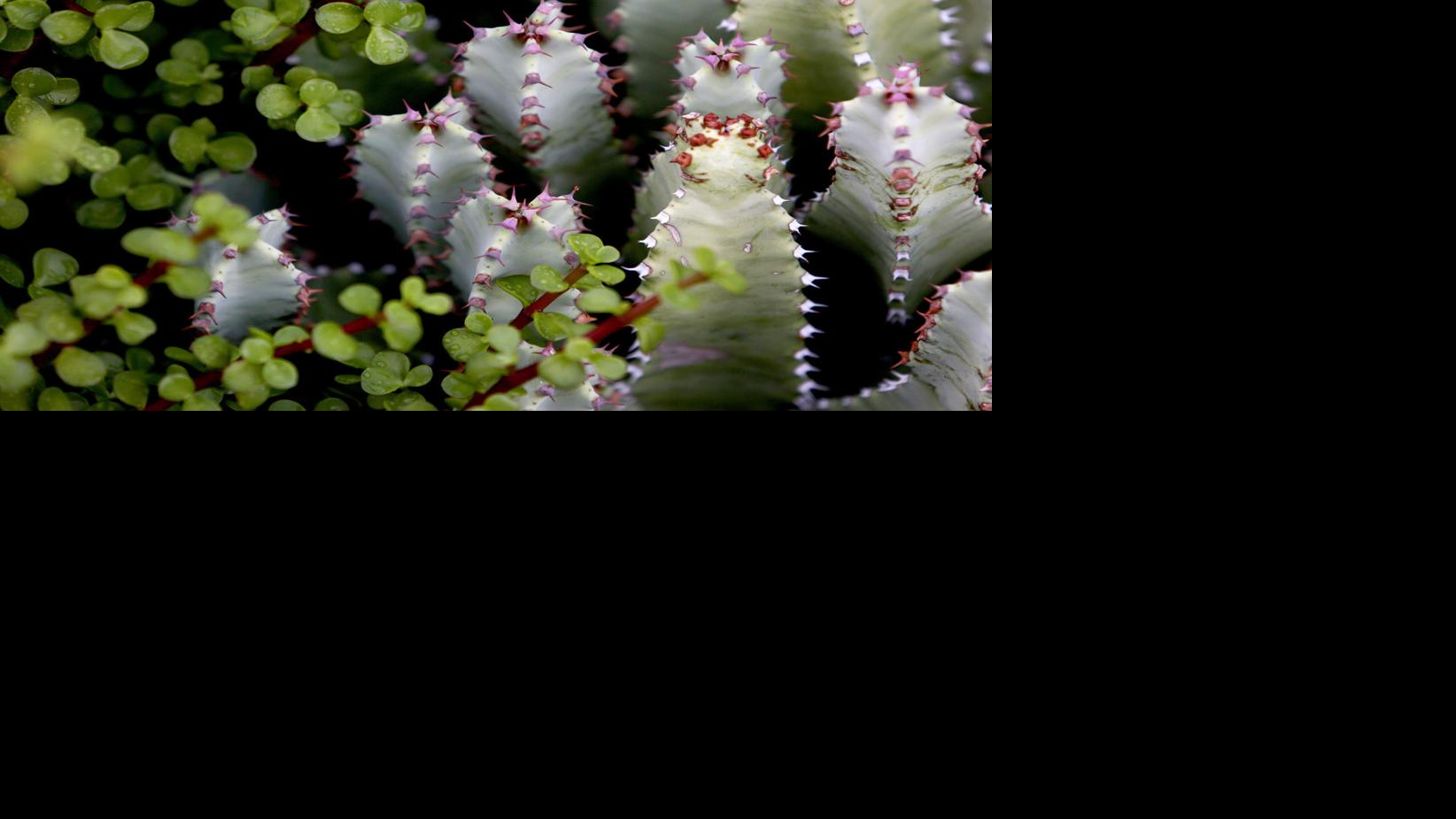 Three Tucson fall garden tours for your October must-do list