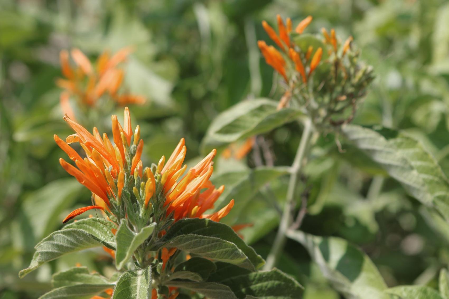 7 native plants for winter flowers in Tucson