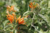 Growing native plants in Tucson