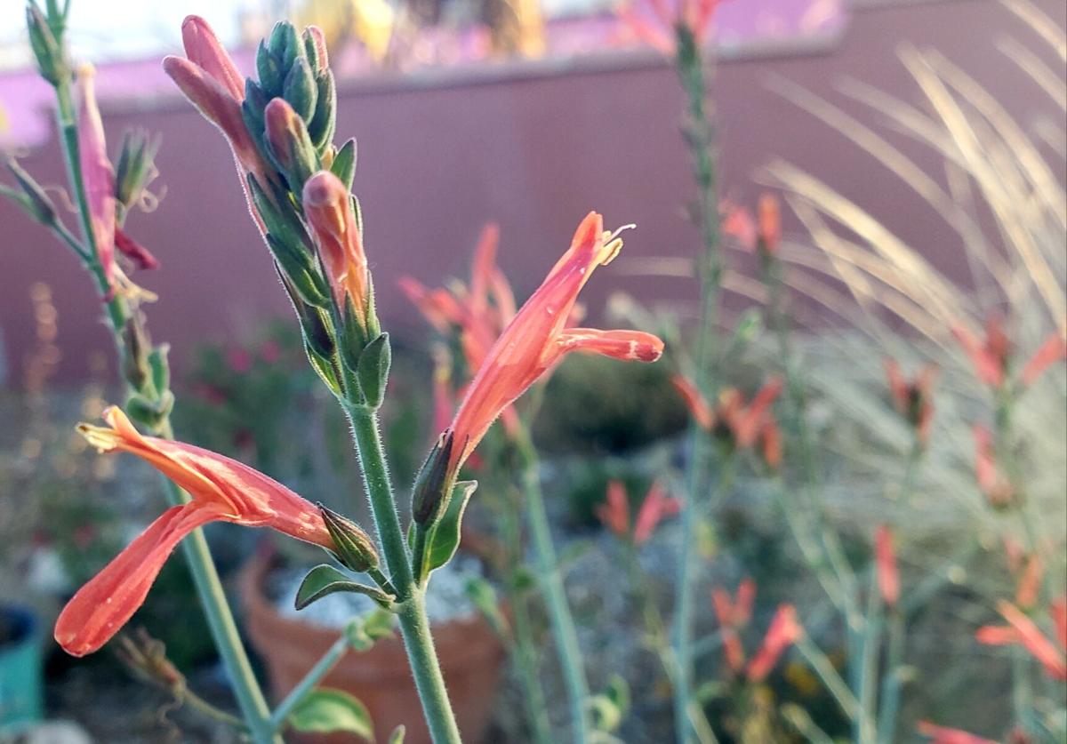 Chuparosa attracts pollinators to desert gardens | Home-gardening ...