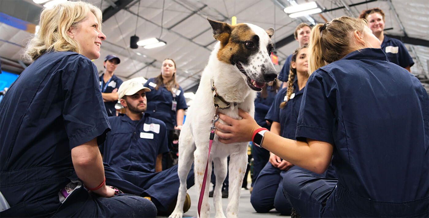 U of A’s fledgling vet school gains national prominence