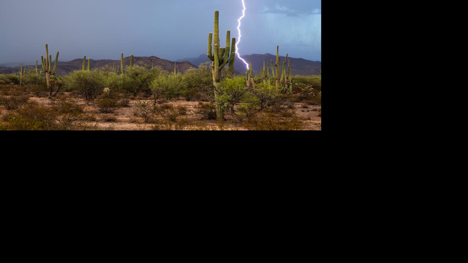 Monsoon-themed #ThisIsTucson event highlights local artists | Local ...