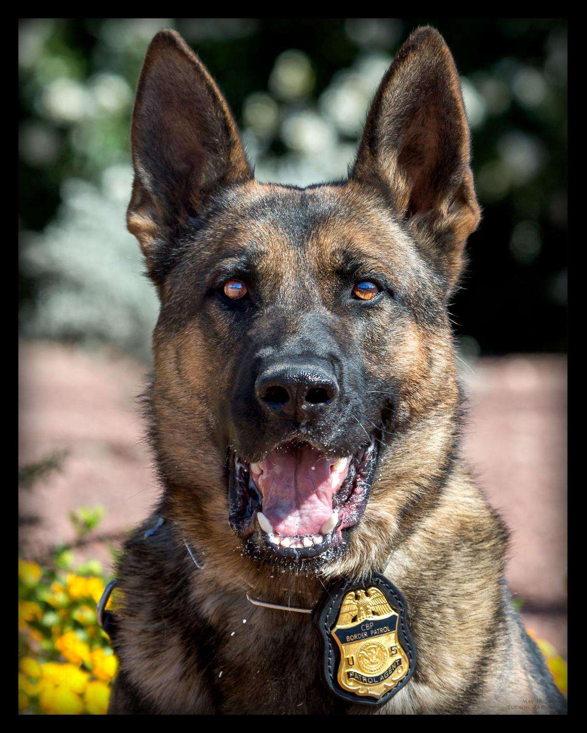 Border Patrol agent and drug-sniffing dog find nearly 1,000 pounds of ...
