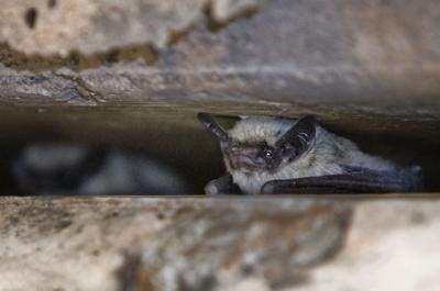 Summer is bat-watching season in Tucson: Here's what to know