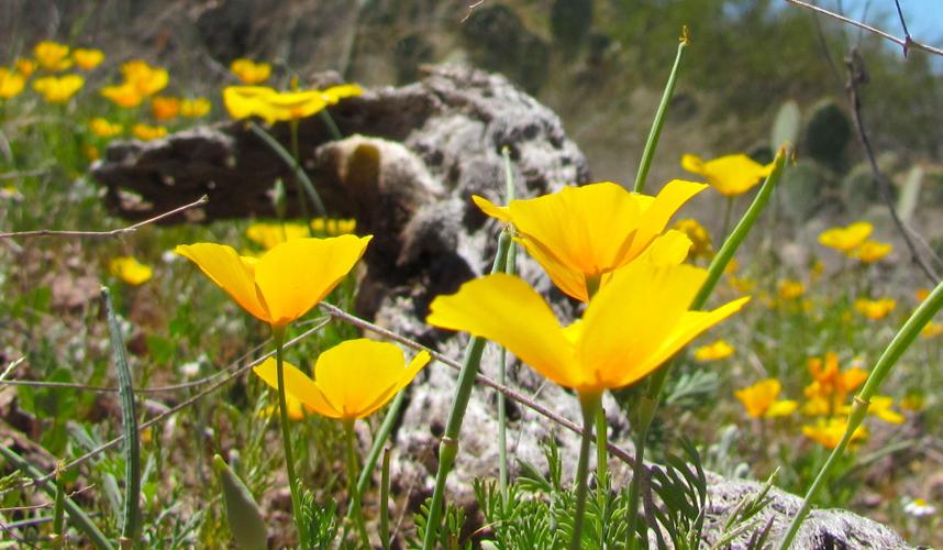 how to draw wildflowers jordan clark