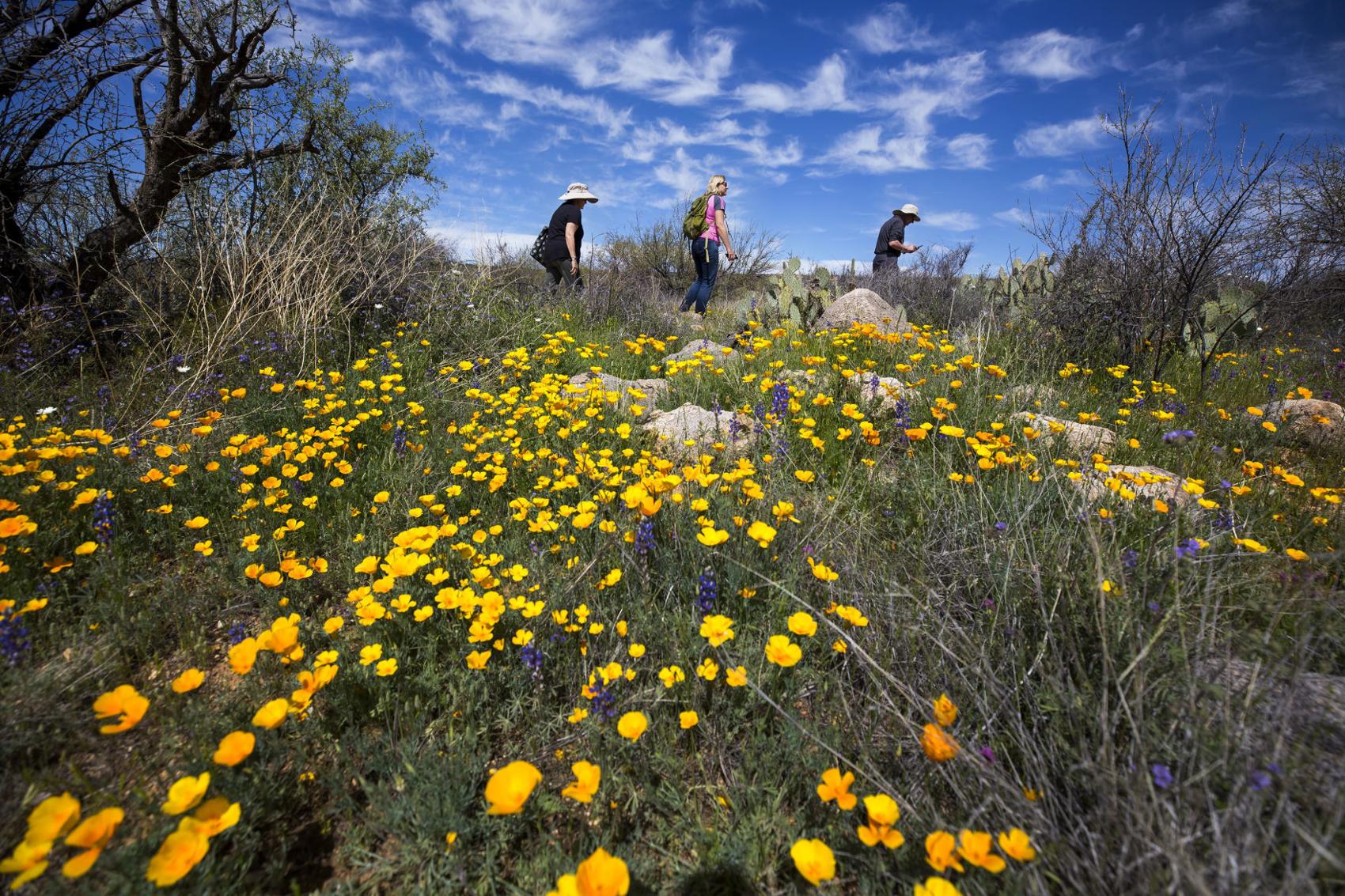 Planning a Tucson hike this summer? Here are some tips to stay safe ...